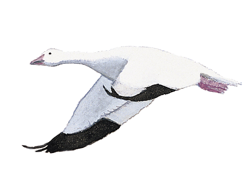 Details : Snow Goose - BirdGuides