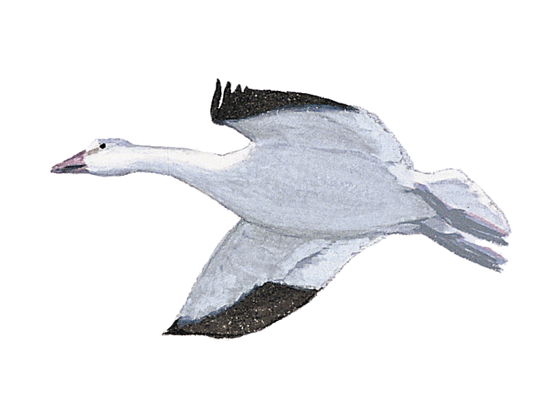 Details : Snow Goose - BirdGuides