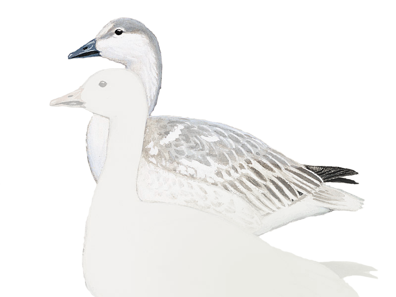 Details : Snow Goose - BirdGuides