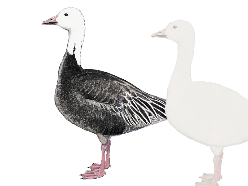 Details : Snow Goose - BirdGuides