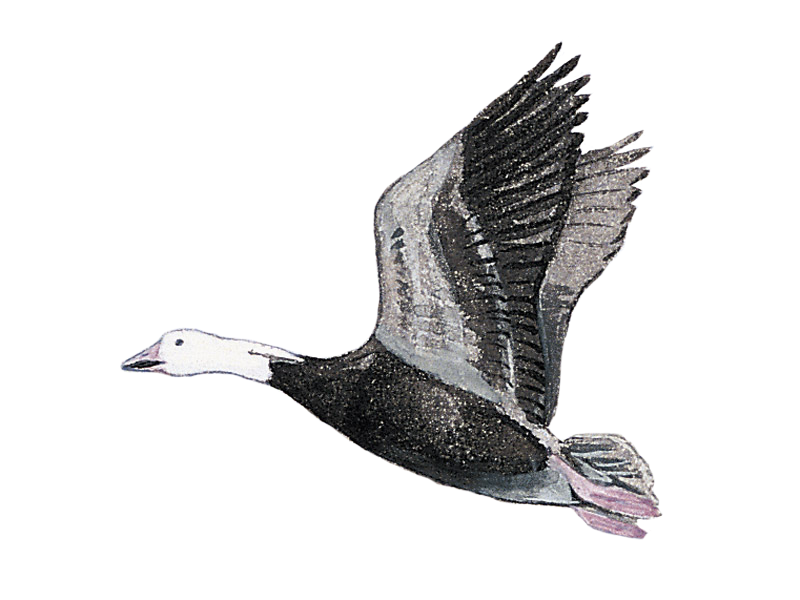 Details : Snow Goose - BirdGuides