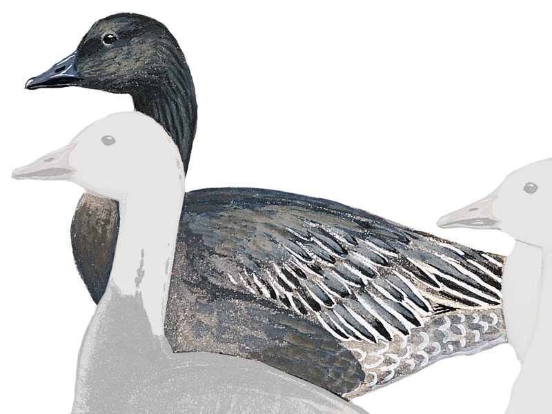 Details : Snow Goose - BirdGuides