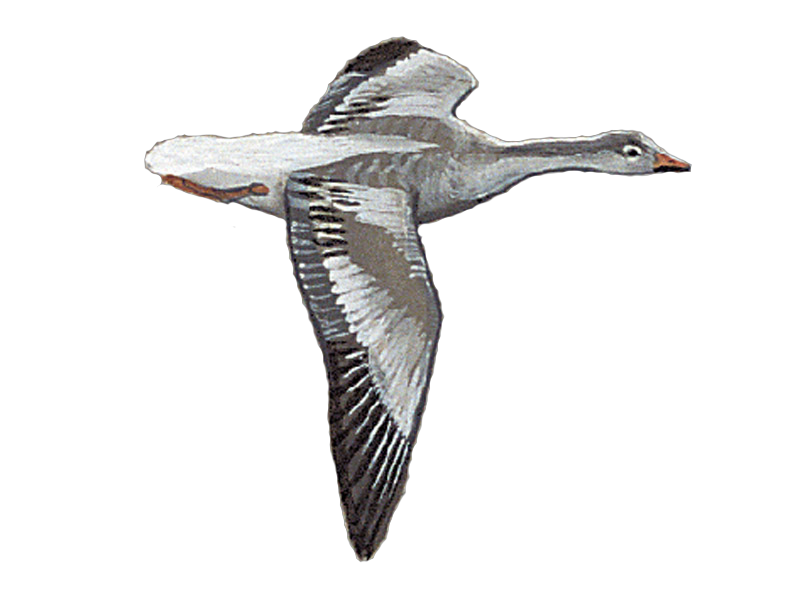 Details : Snow Goose - BirdGuides