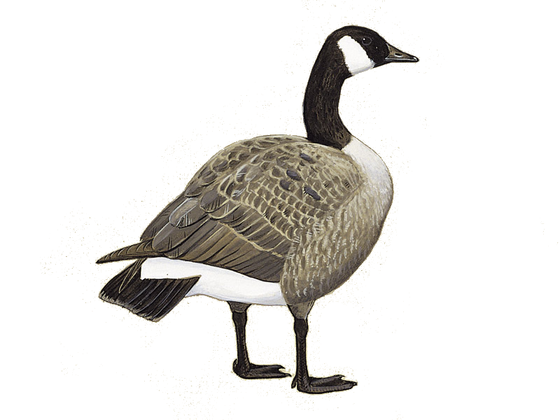 Details : Canada Goose - BirdGuides