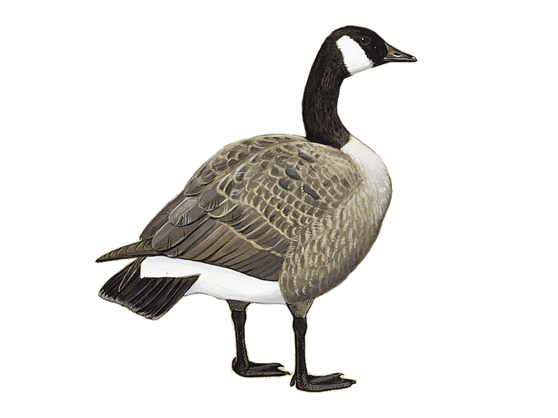 Details : Canada Goose - BirdGuides