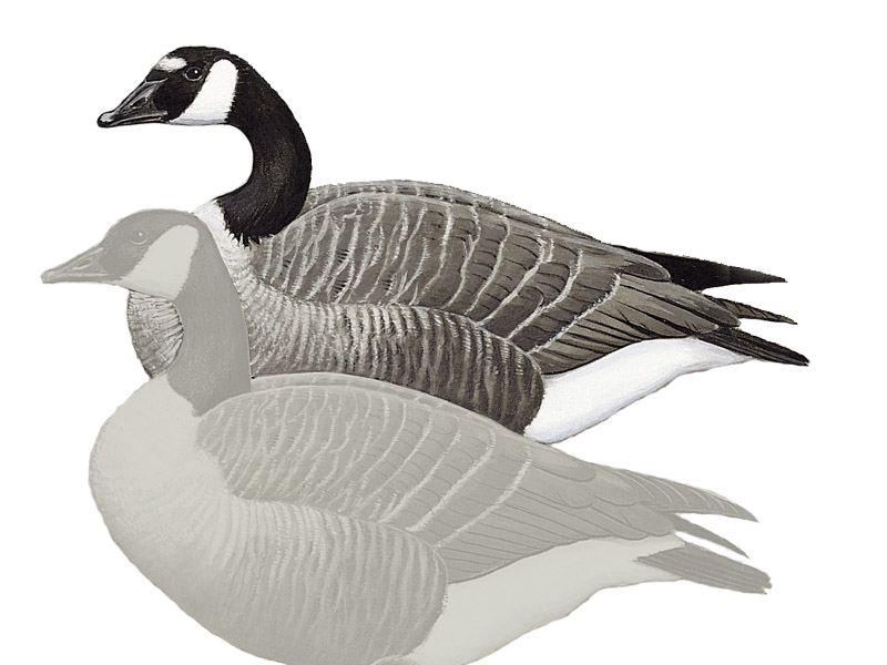Details : Canada Goose - BirdGuides