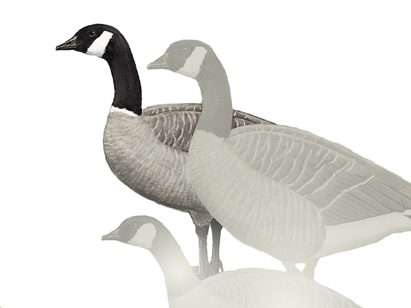 Details : Canada Goose - BirdGuides