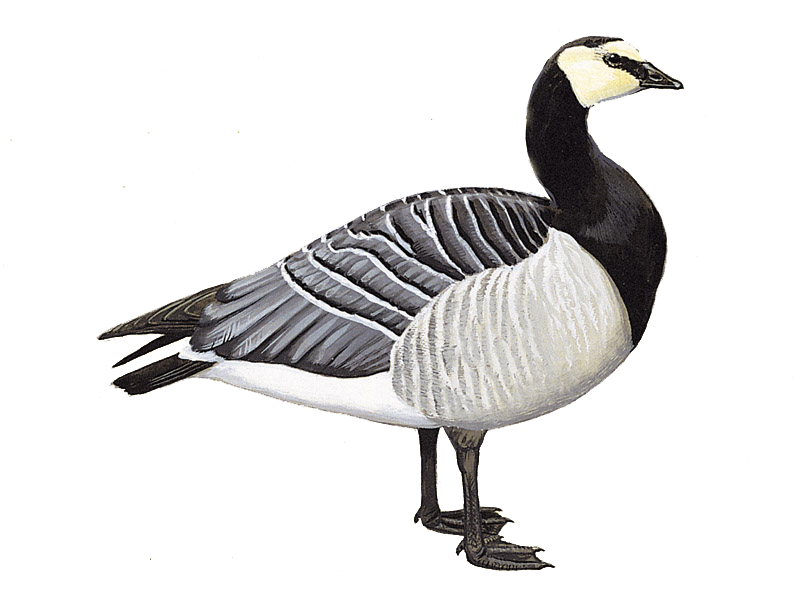 Details : Barnacle Goose - BirdGuides
