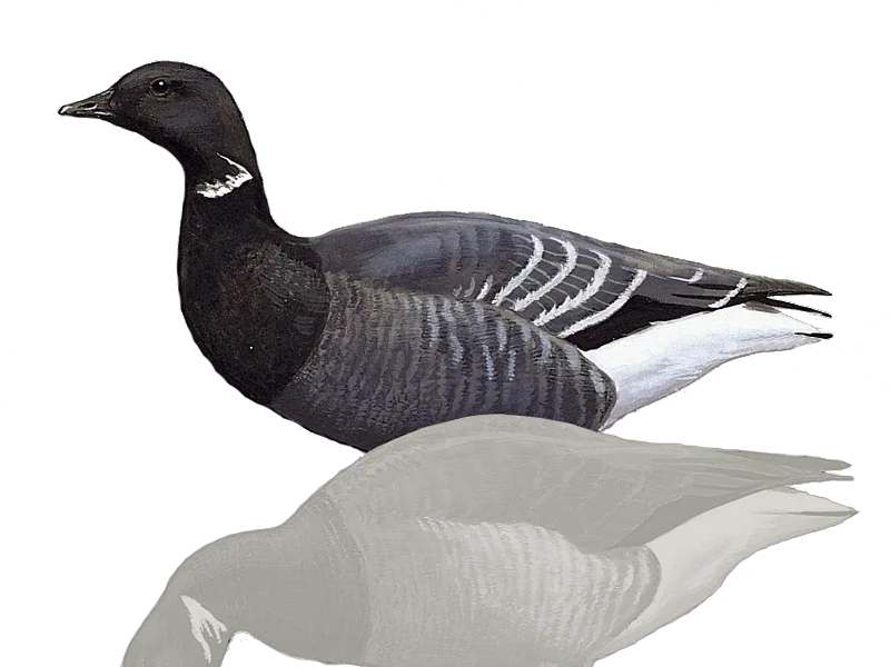 Details : Brent Goose - BirdGuides