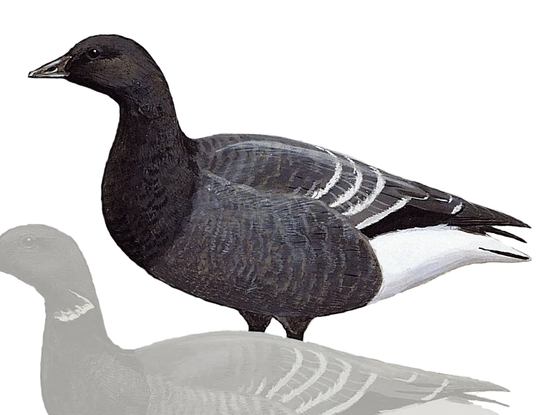 Details : Brent Goose - BirdGuides