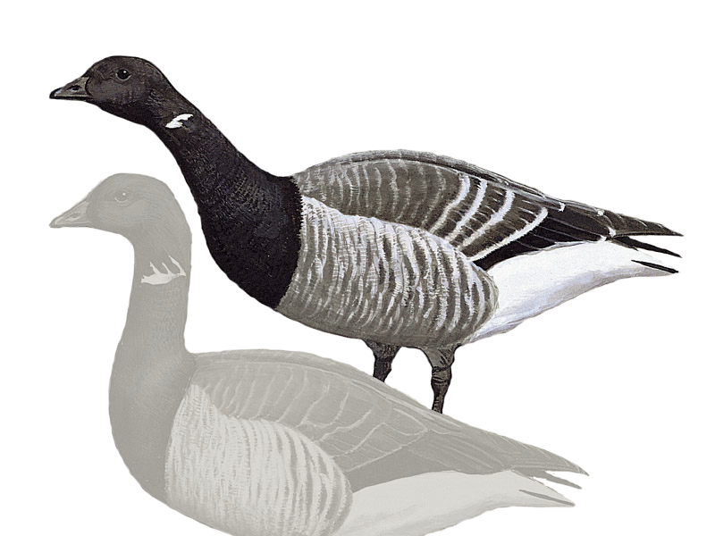 Details : Brent Goose - BirdGuides