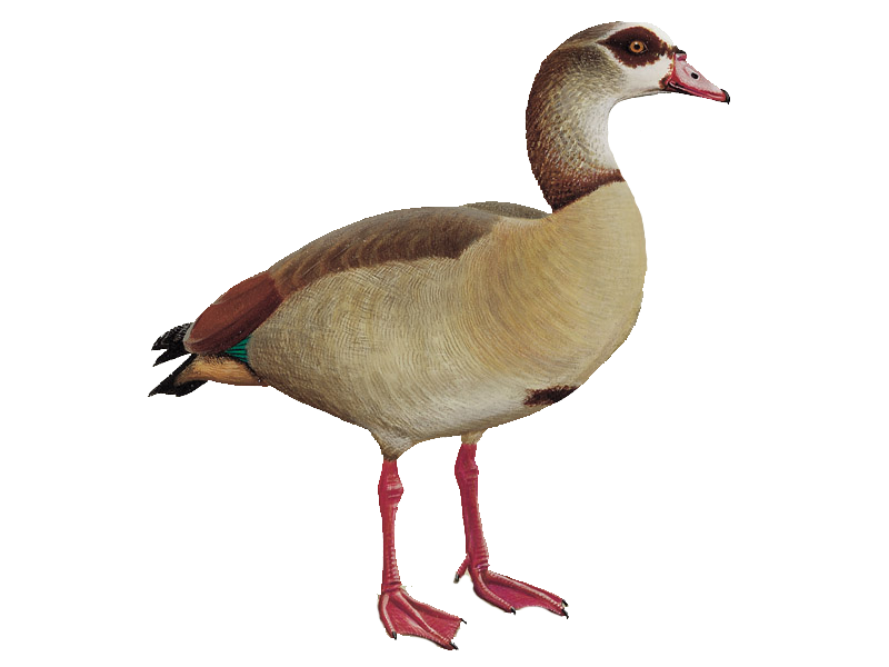 Details : Egyptian Goose - BirdGuides