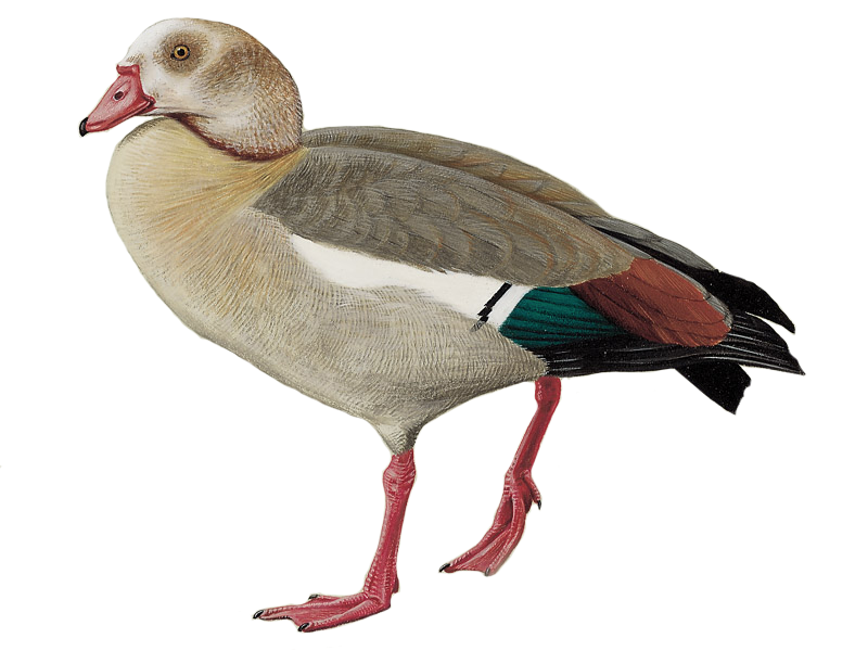 Details : Egyptian Goose - BirdGuides