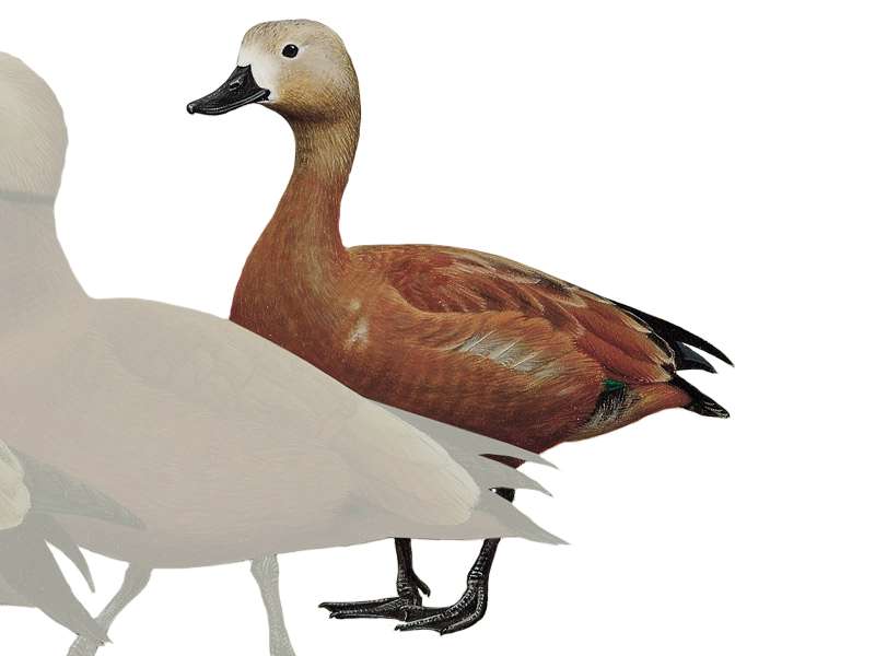 Details : Ruddy Shelduck - BirdGuides