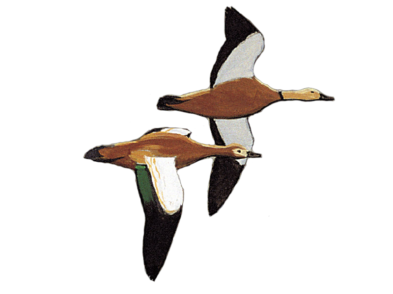 Details : Ruddy Shelduck - BirdGuides
