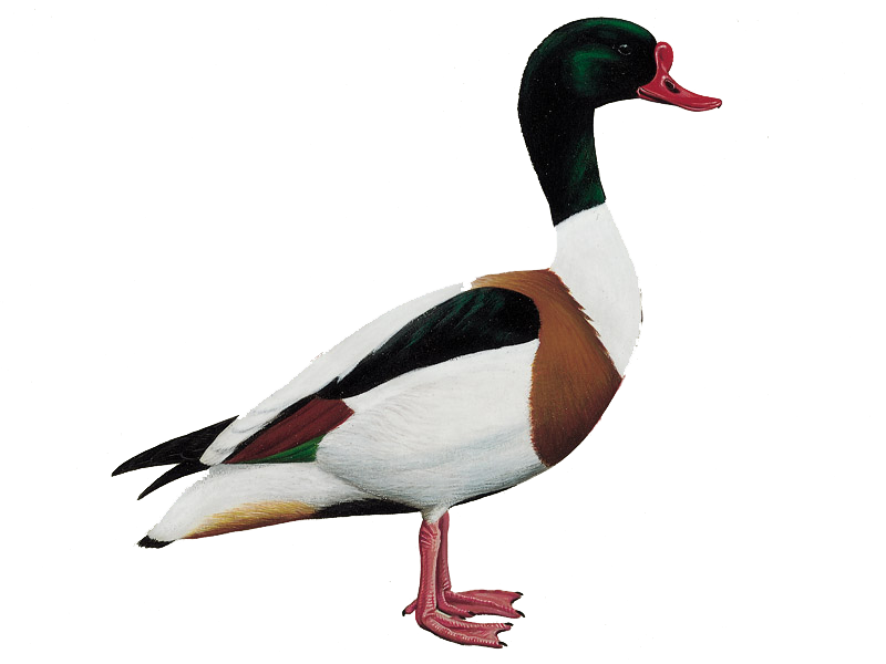 Details : Common Shelduck - BirdGuides