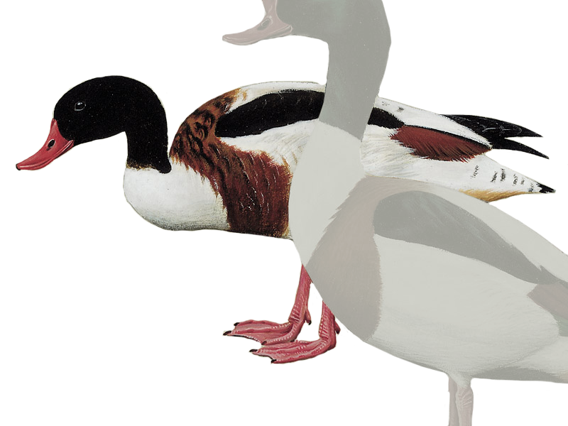 Details : Common Shelduck - BirdGuides