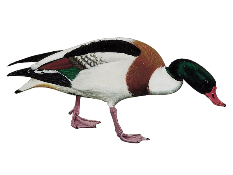 Details : Common Shelduck - BirdGuides