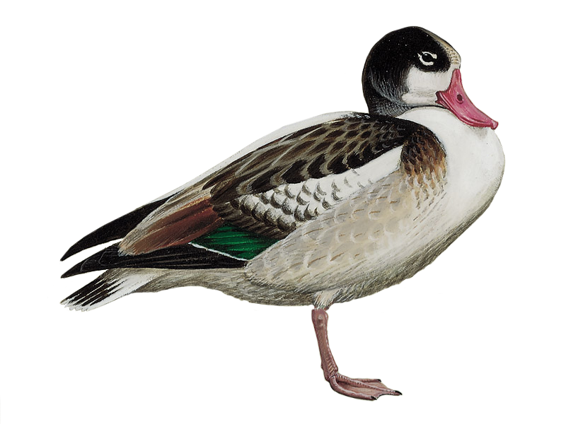 Details : Common Shelduck - BirdGuides