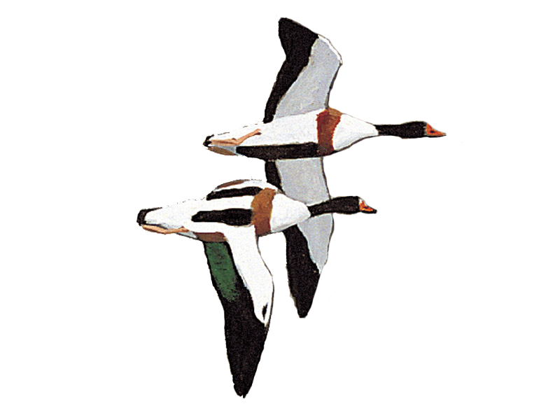 Details : Common Shelduck - BirdGuides