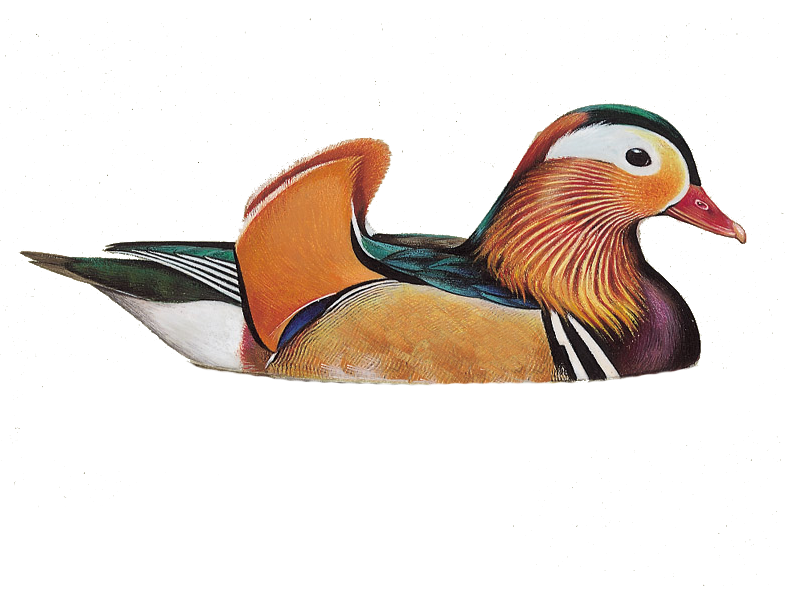 Details : Mandarin Duck - BirdGuides