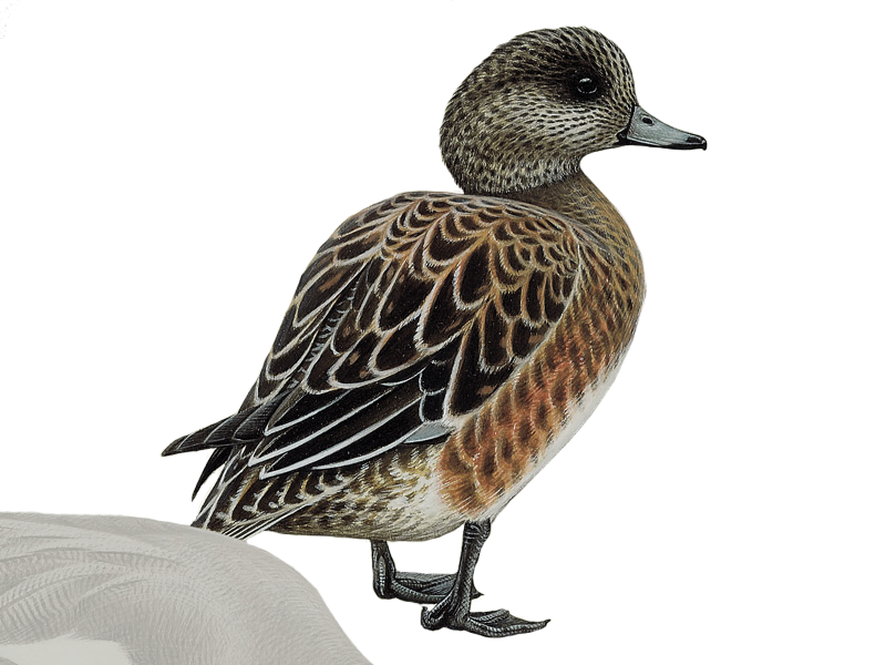 Details : American Wigeon - BirdGuides