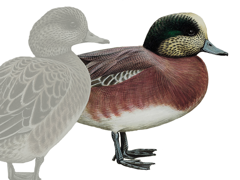 Details : American Wigeon - BirdGuides