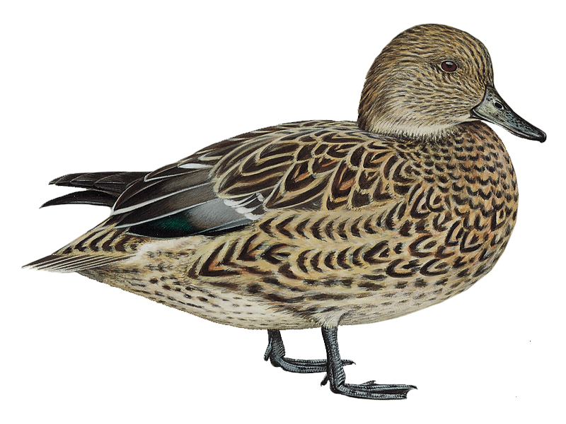 Details : Falcated Duck - BirdGuides