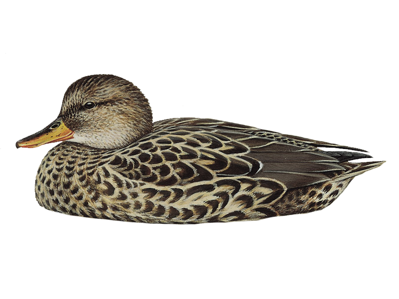 Details : Gadwall - BirdGuides