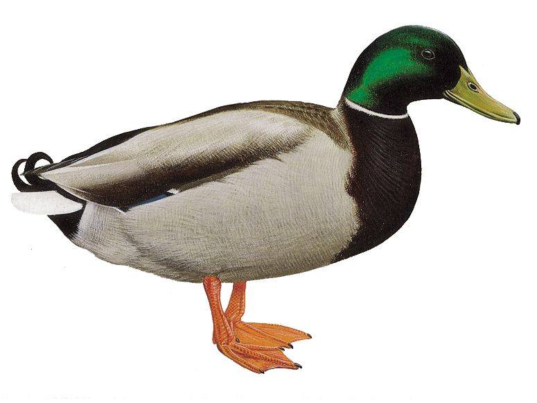 Details : Mallard - BirdGuides