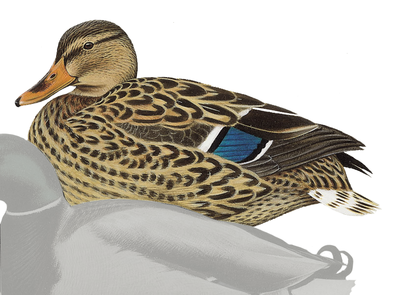 Details : Mallard - BirdGuides