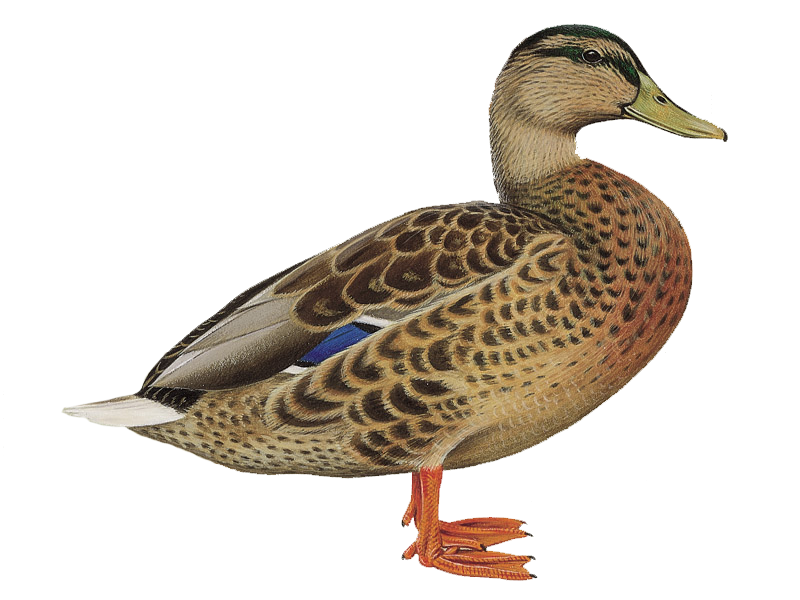 Details : Mallard - BirdGuides
