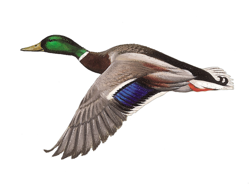 Details : Mallard - BirdGuides