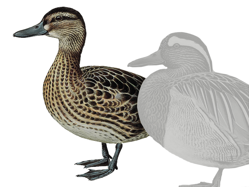 Details : Garganey - BirdGuides