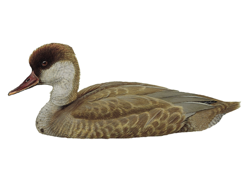 Details : Red-crested Pochard - BirdGuides