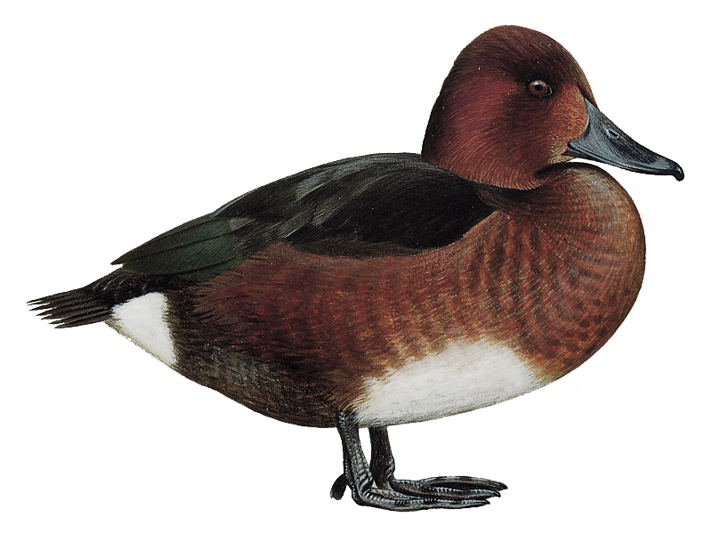 Details : Ferruginous Duck - BirdGuides