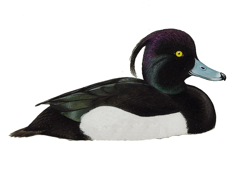 Details : Tufted Duck - BirdGuides