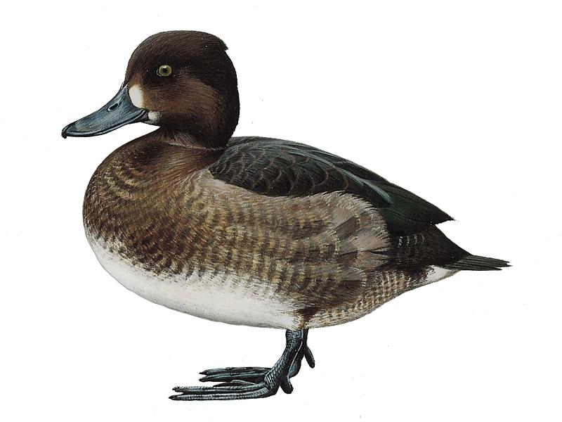 Details : Tufted Duck - BirdGuides