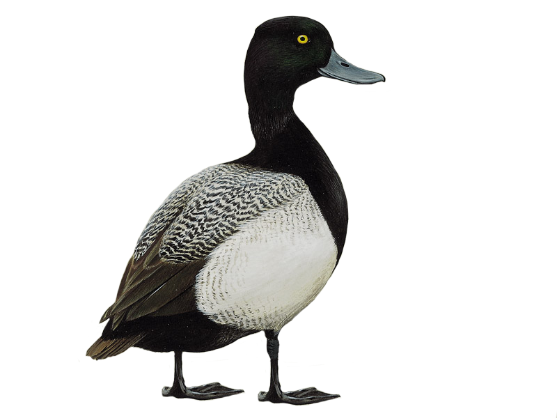 Details : Lesser Scaup - BirdGuides