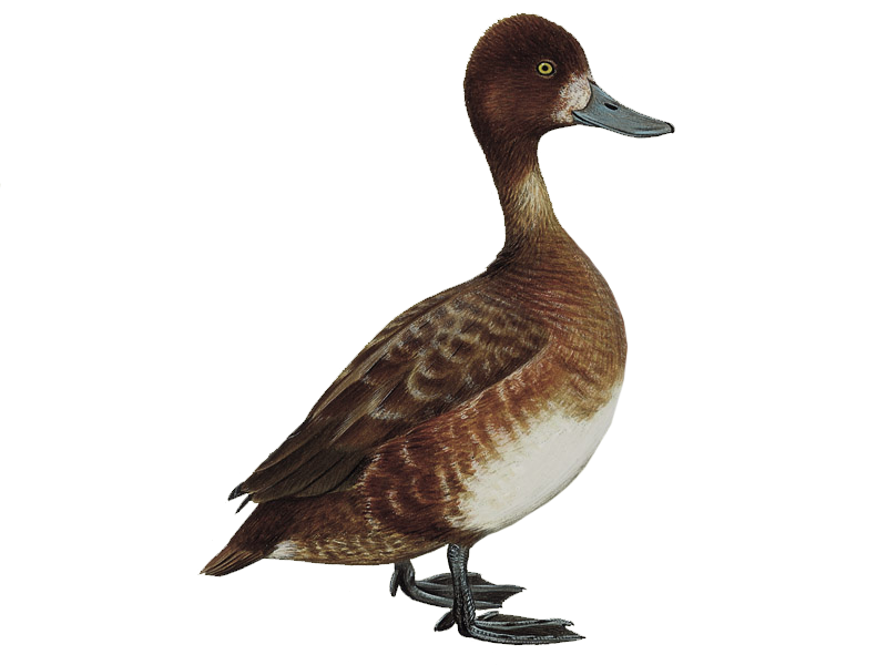 Details : Lesser Scaup - BirdGuides