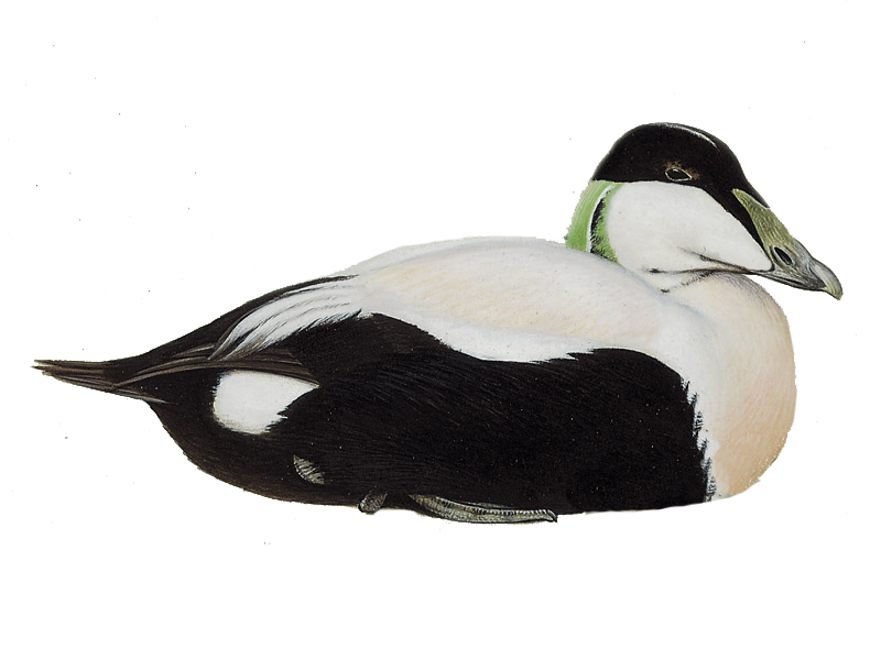Details : Common Eider - BirdGuides