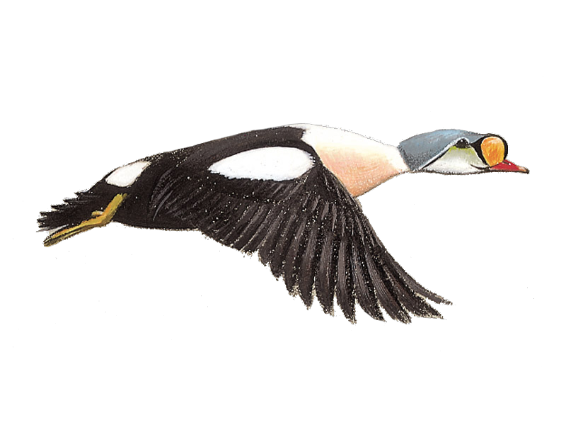 Details : King Eider - BirdGuides