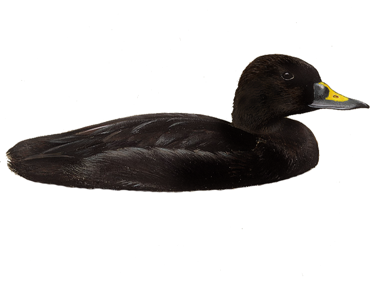 Details : Common Scoter - BirdGuides