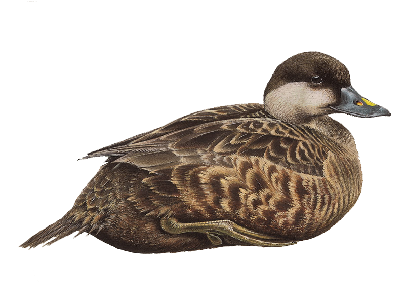 Details : Common Scoter - BirdGuides