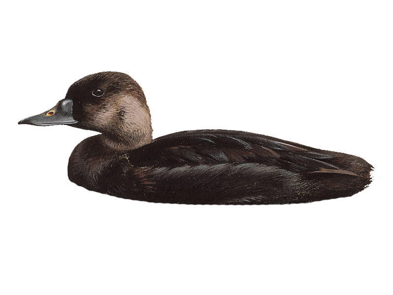 Details : Common Scoter - BirdGuides