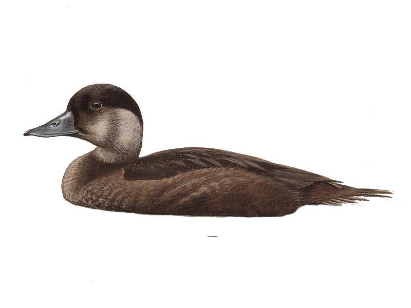 Details : Common Scoter - BirdGuides