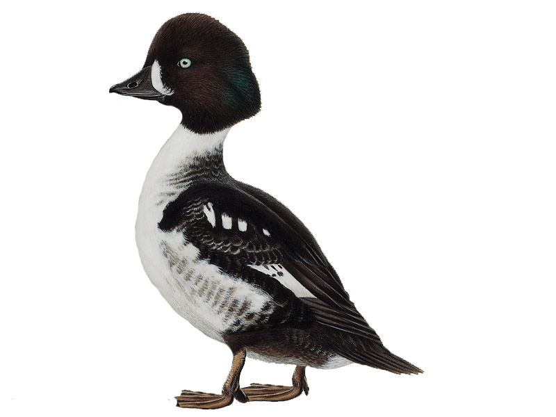 Details : Barrow's Goldeneye - BirdGuides