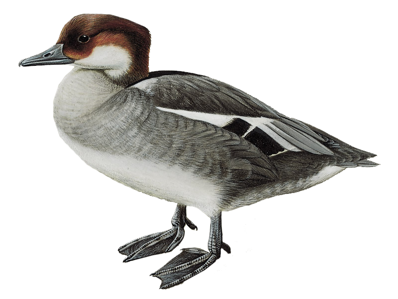 Details : Smew - BirdGuides