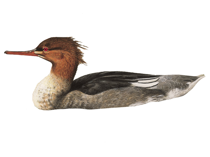 Details : Red-breasted Merganser - BirdGuides