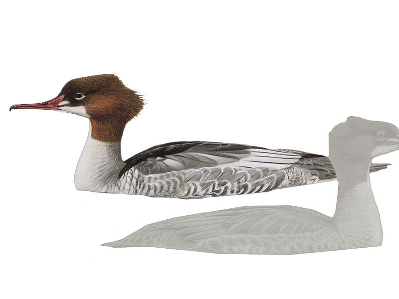 Details : Goosander - BirdGuides